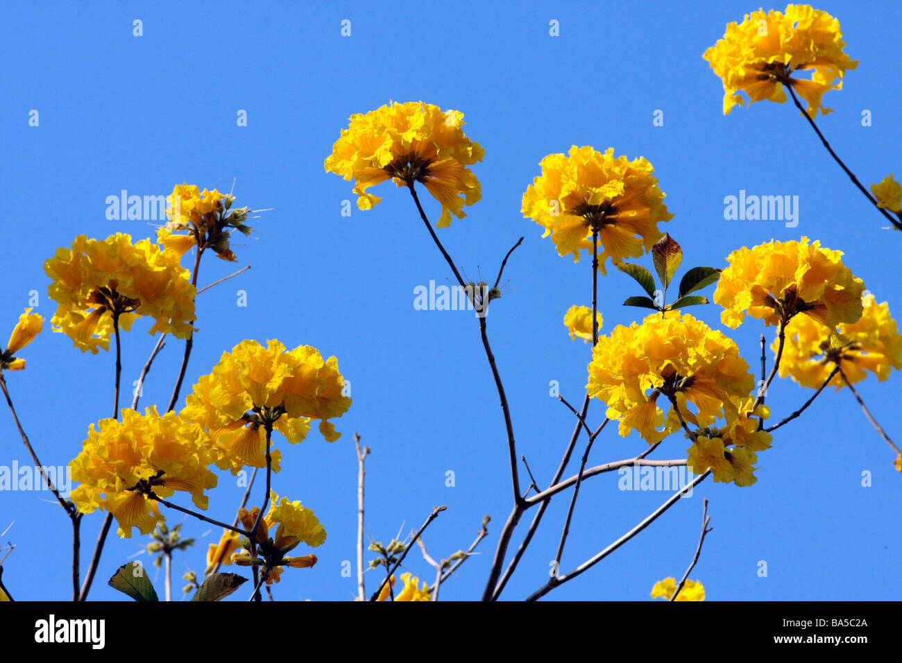 Tabebuia chrysantha flowers bloom in spring Taiwan Stock Photo - Alamy