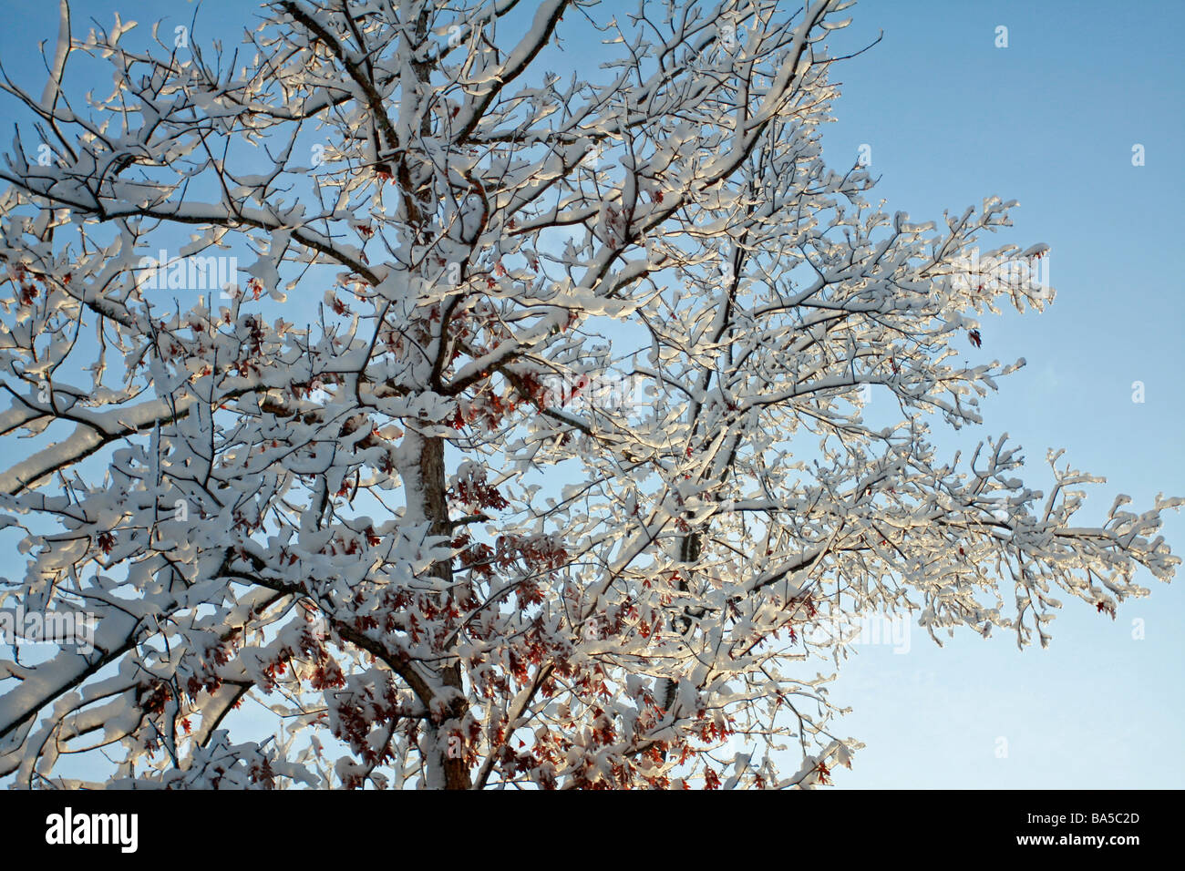 snow covered tree Stock Photo - Alamy