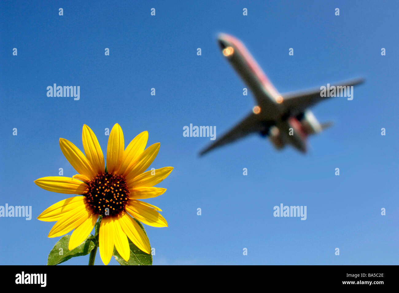 Sunflower blowing in the breeze as a jet airliner flies over in a clear ...