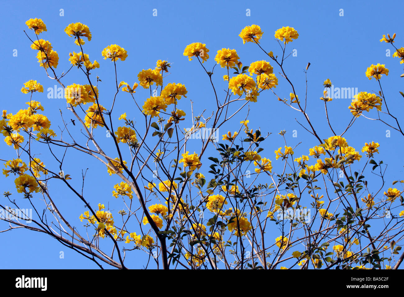 Tabebuia chrysantha flowers bloom in spring Taiwan Stock Photo - Alamy