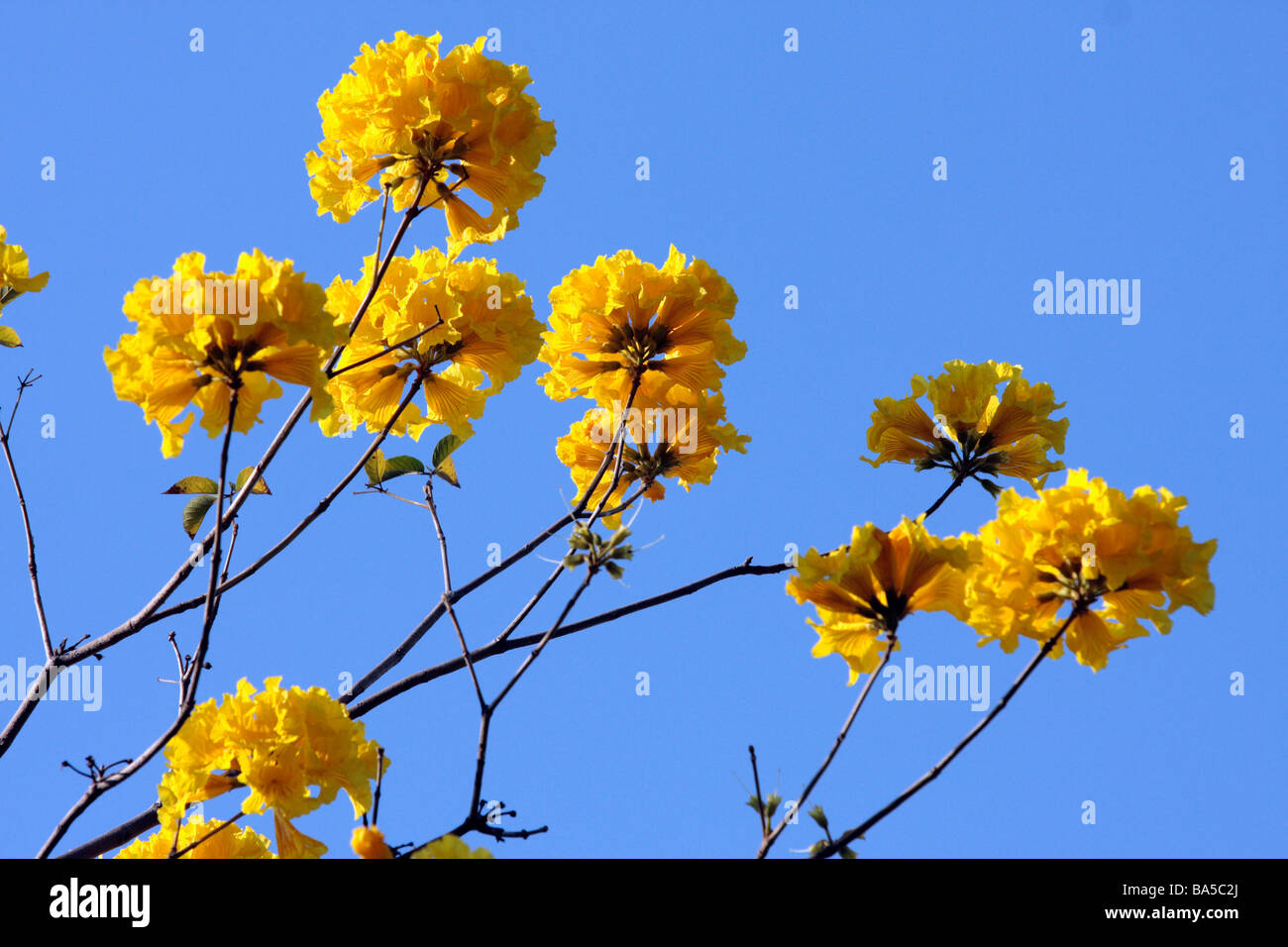 Tabebuia chrysantha flowers bloom in spring Taiwan Stock Photo - Alamy