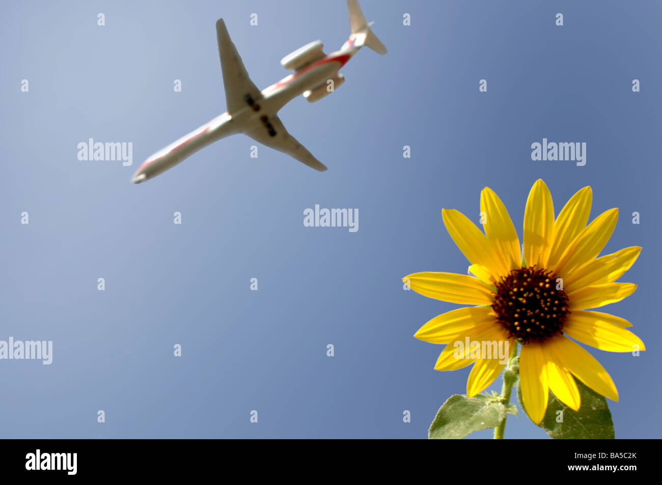 Sunflower blowing in the breeze as a jet airliner flies over in a clear ...
