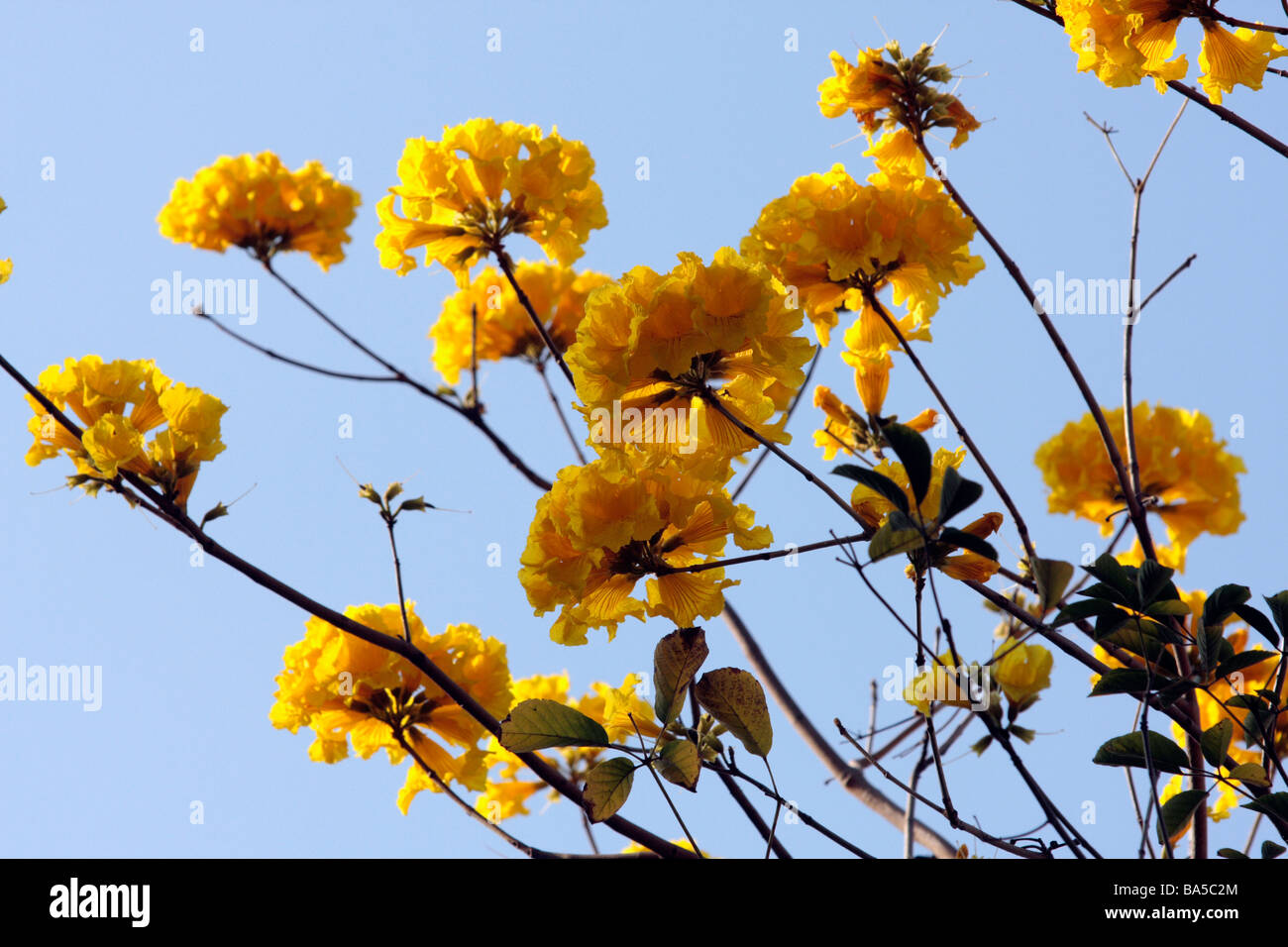 Tabebuia chrysantha flowers bloom in spring Taiwan Stock Photo - Alamy