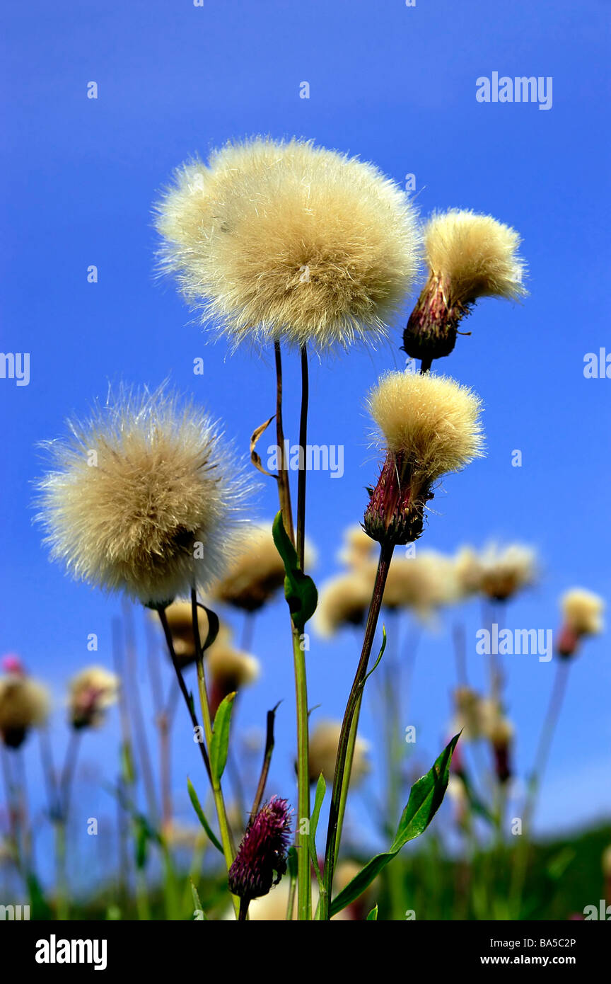 Setosum hi-res stock photography and images - Alamy