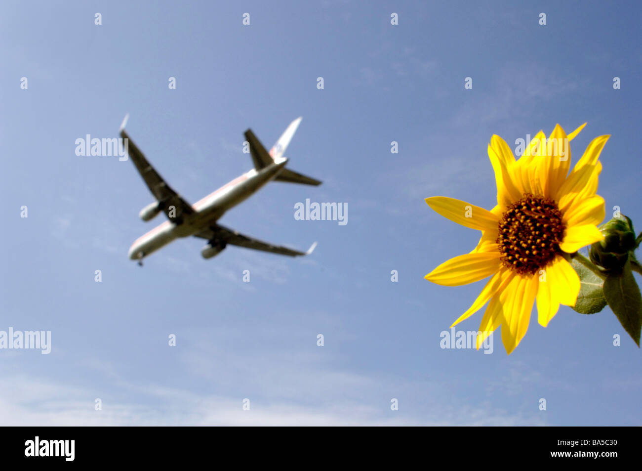 Sunflower blowing in the breeze as a jet airliner flies over in a clear ...