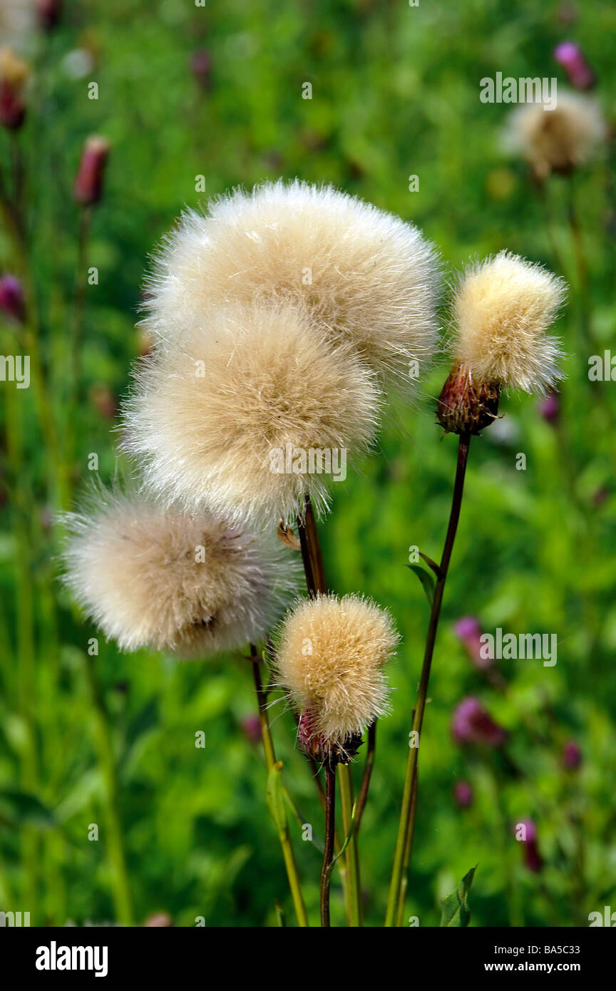 Setosum hi-res stock photography and images - Alamy