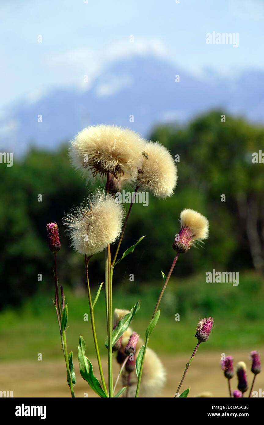 Cirsium hi-res stock photography and images - Alamy