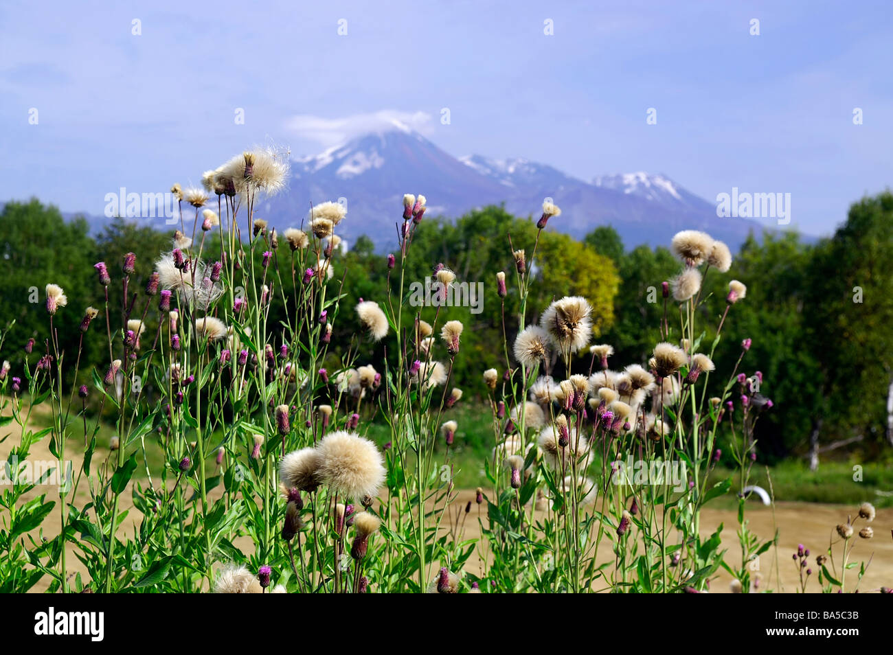 Setosum hi-res stock photography and images - Alamy