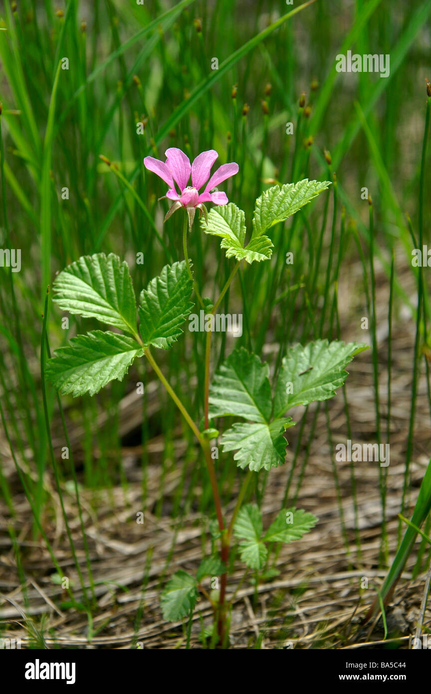 Arctic raspberry (Rubus arcticus Stock Photo - Alamy