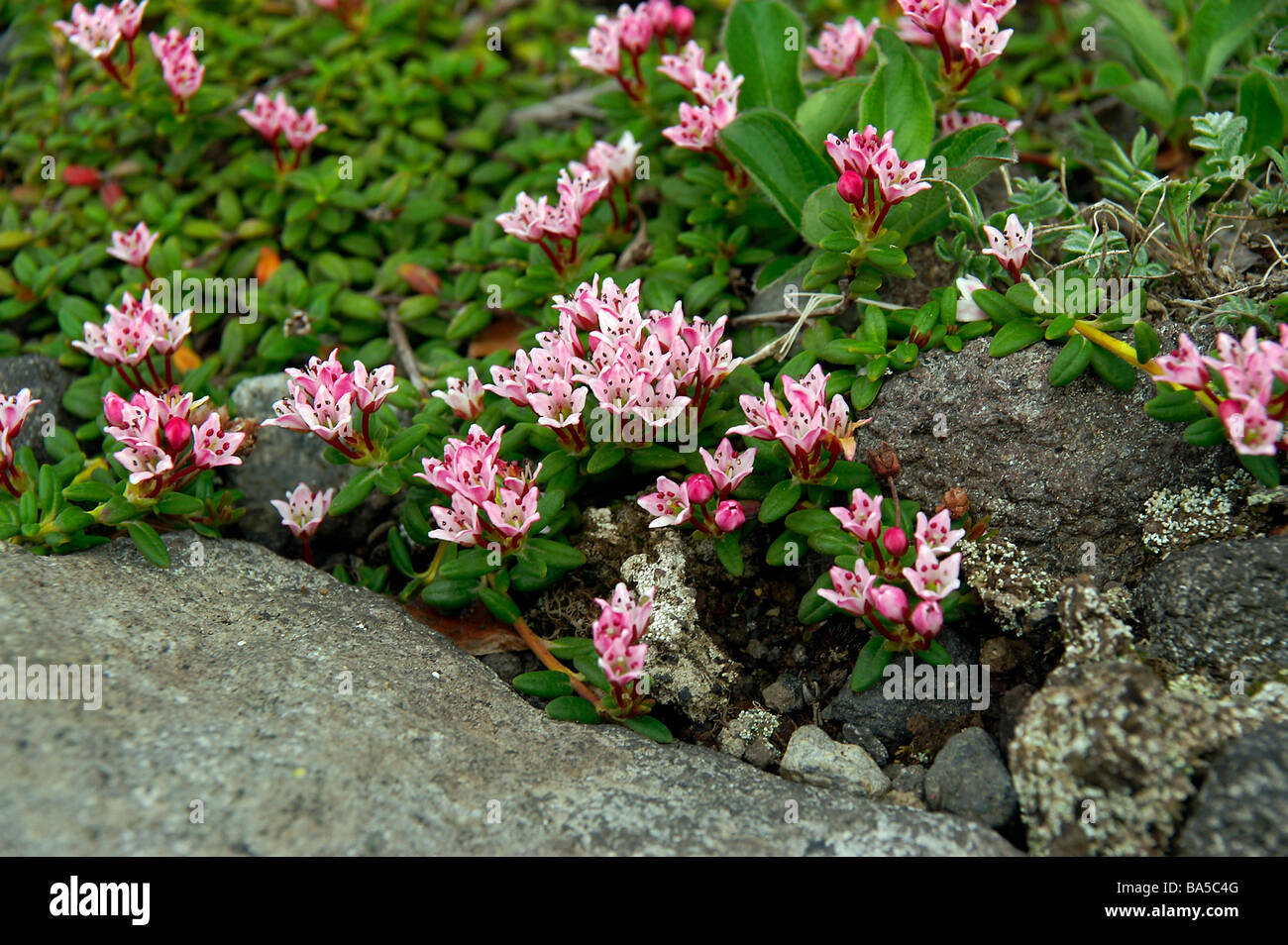 Alpine azalea (Loiseleuria procumbens Stock Photo - Alamy