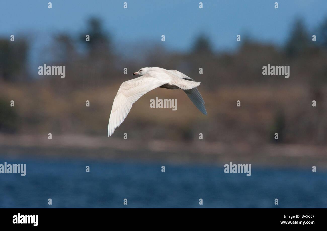 Glaucous Gull Larus hyperboreus in flight along seashore at Lantzville ...