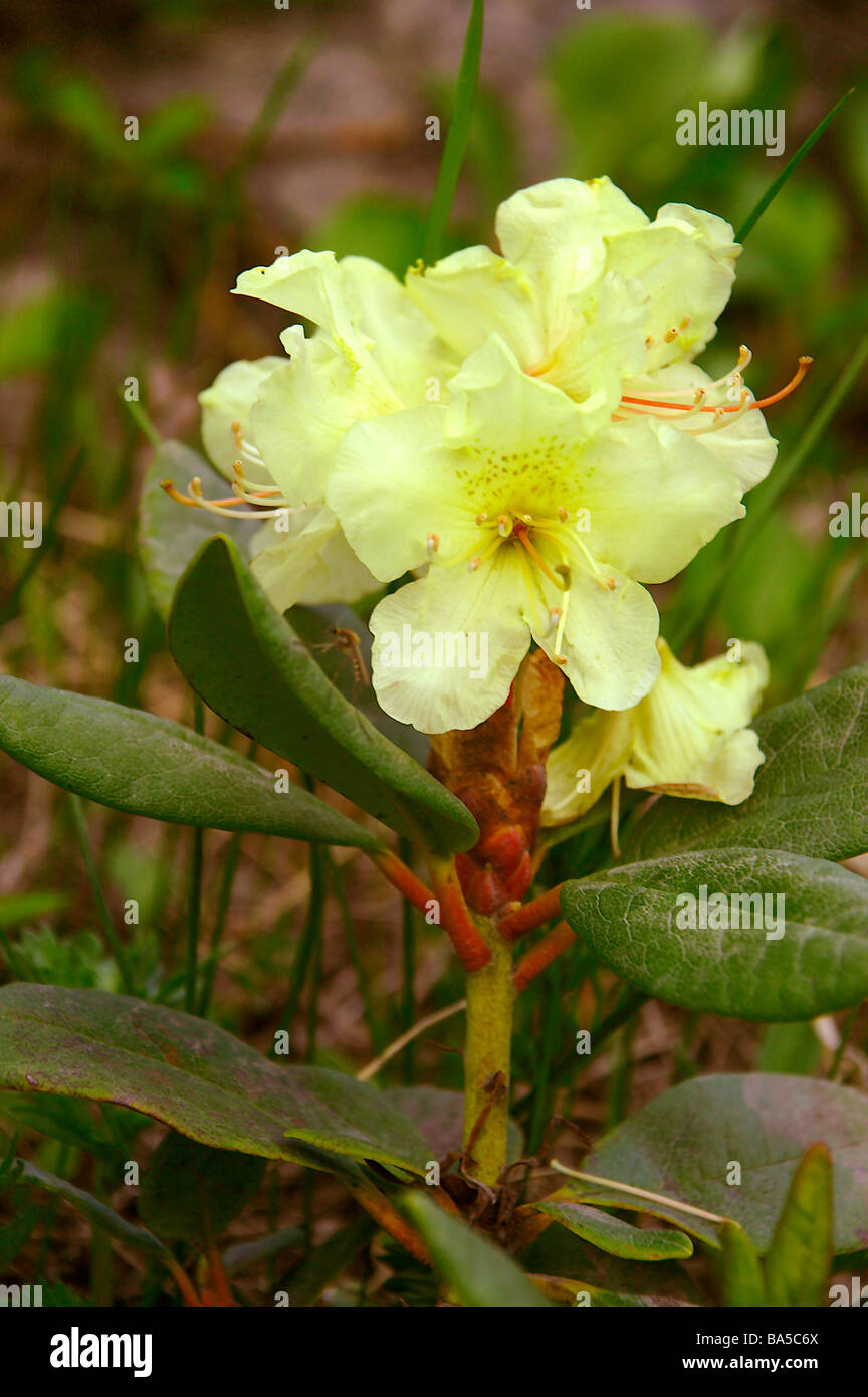 Goldish rhododendron (Rhododendron aureum Stock Photo - Alamy