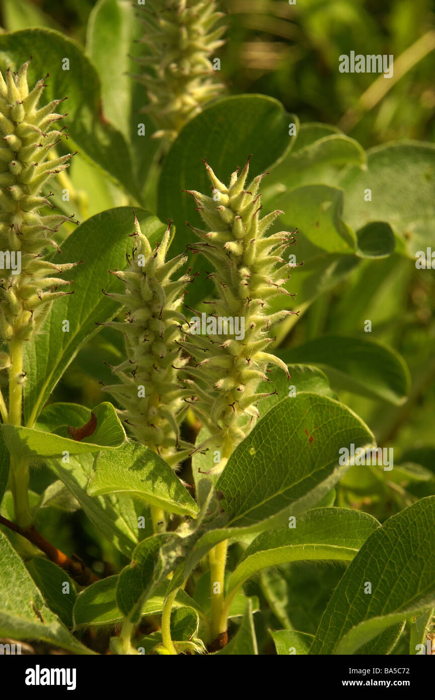 Arctic willow hi-res stock photography and images - Alamy