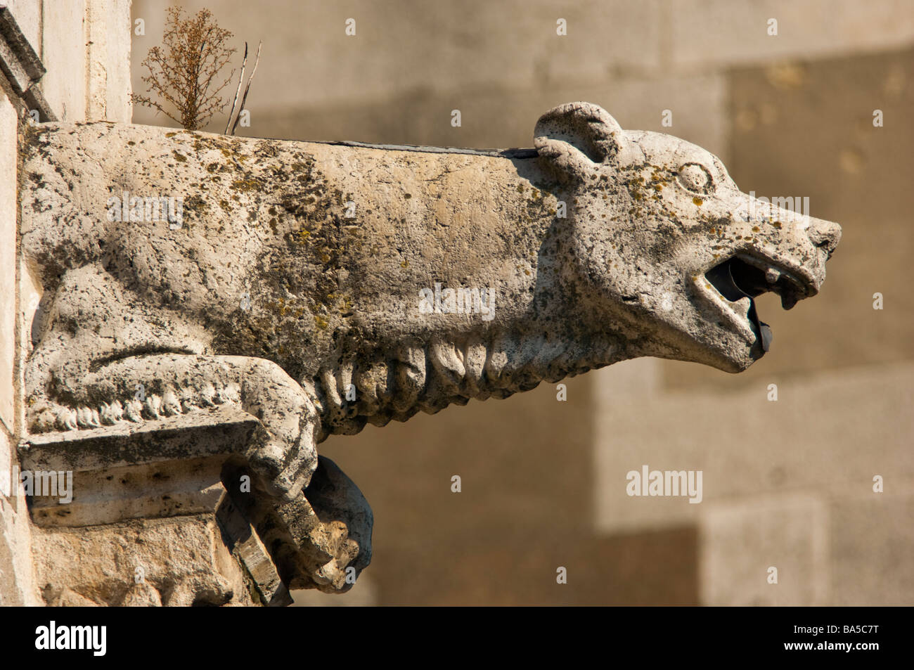 chimere Gargoyle Dom dome Regensburg gothic CATHEDRAL St Peter Roman ...