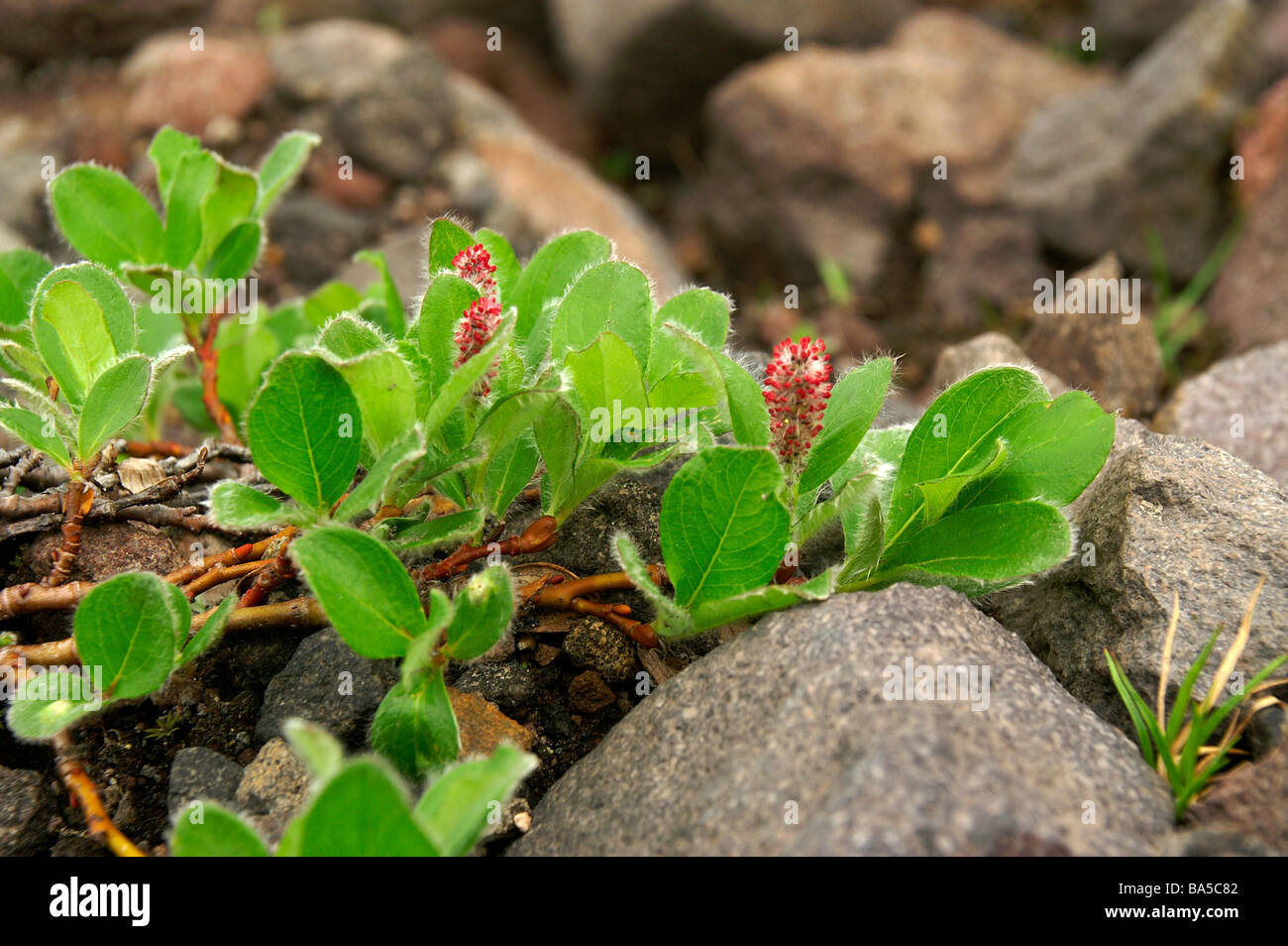 Arctic willow hi-res stock photography and images - Alamy