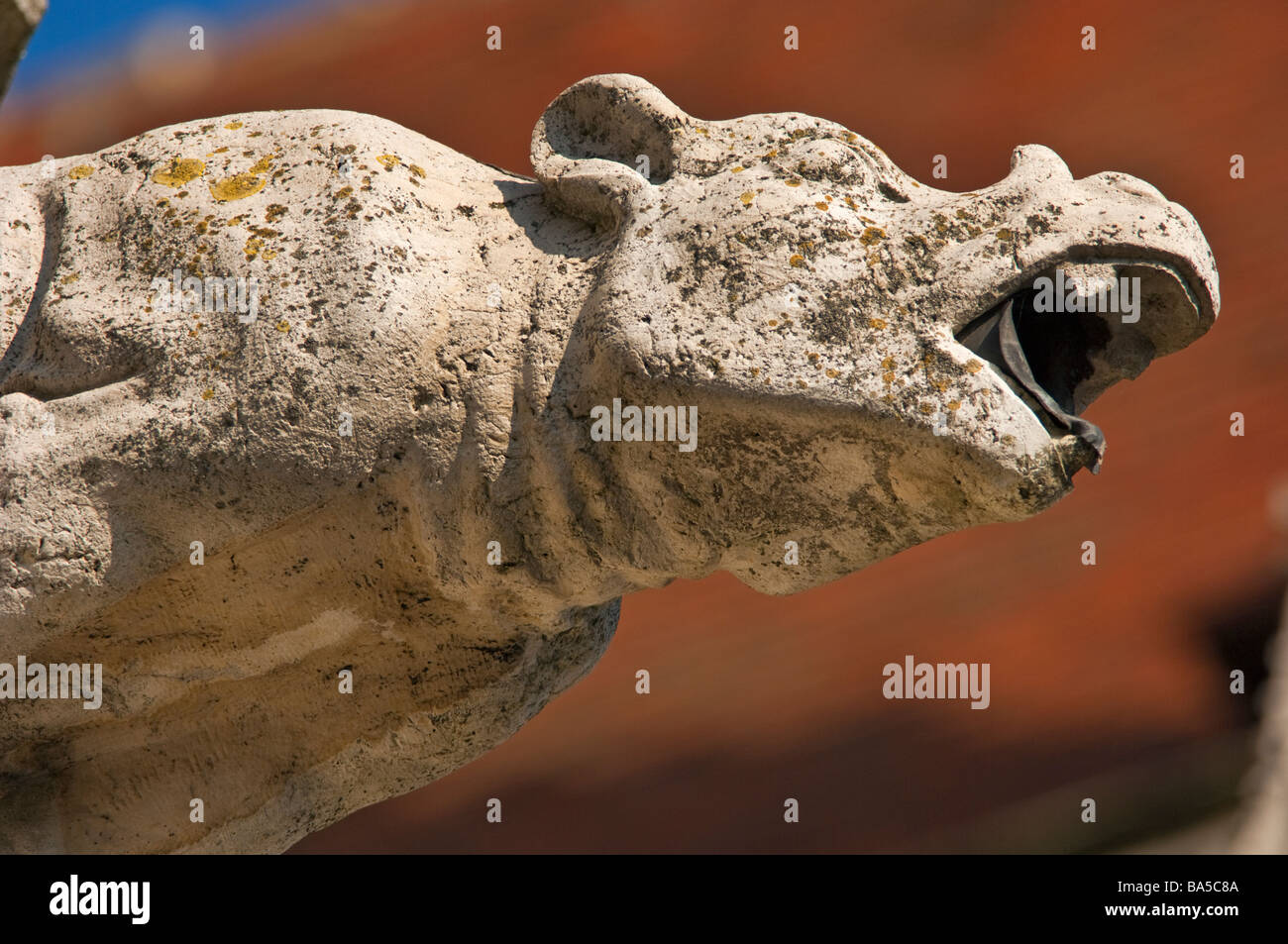 Gargoyle pig hi-res stock photography and images - Alamy