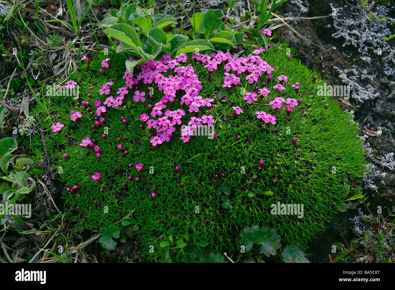 Moss campion (Silene acaulis Stock Photo - Alamy