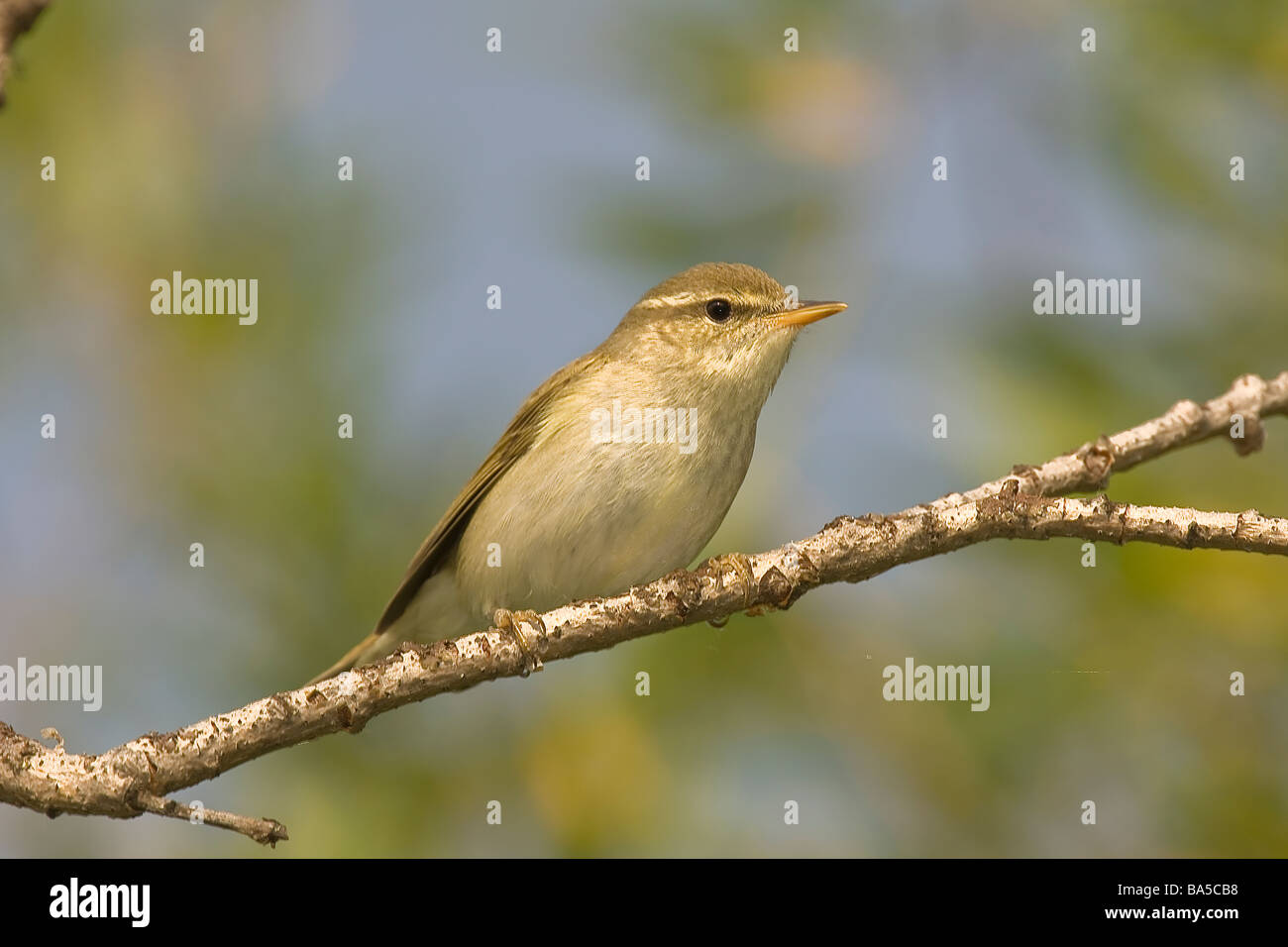 Arctic warbler - Phylloscopus borealis Stock Photo - Alamy