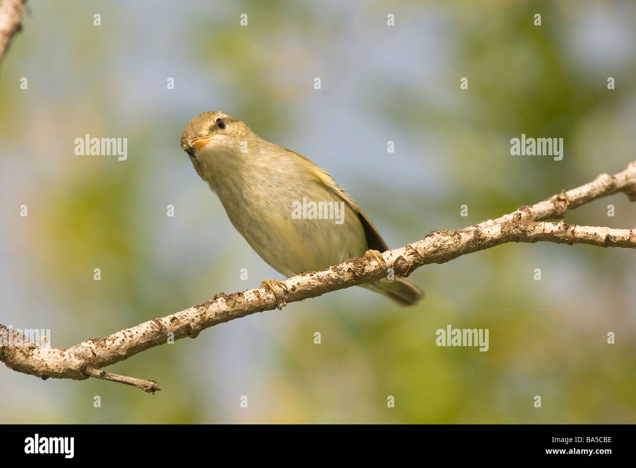 Syrinx bird hi-res stock photography and images - Alamy