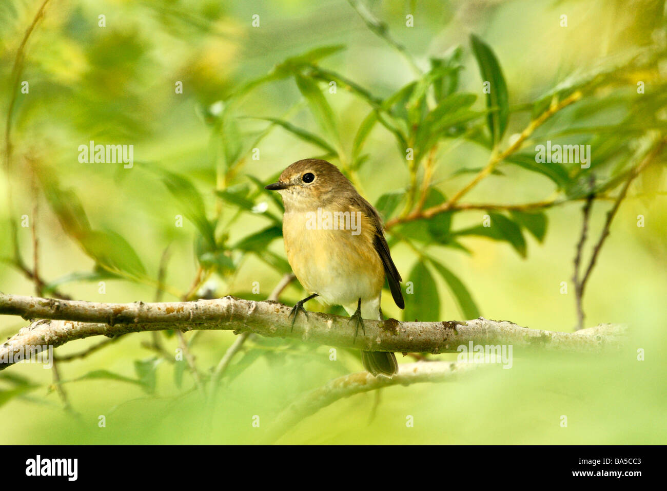 Red-breasted flycatcher – Ficedula parva albicilla Stock Photo - Alamy