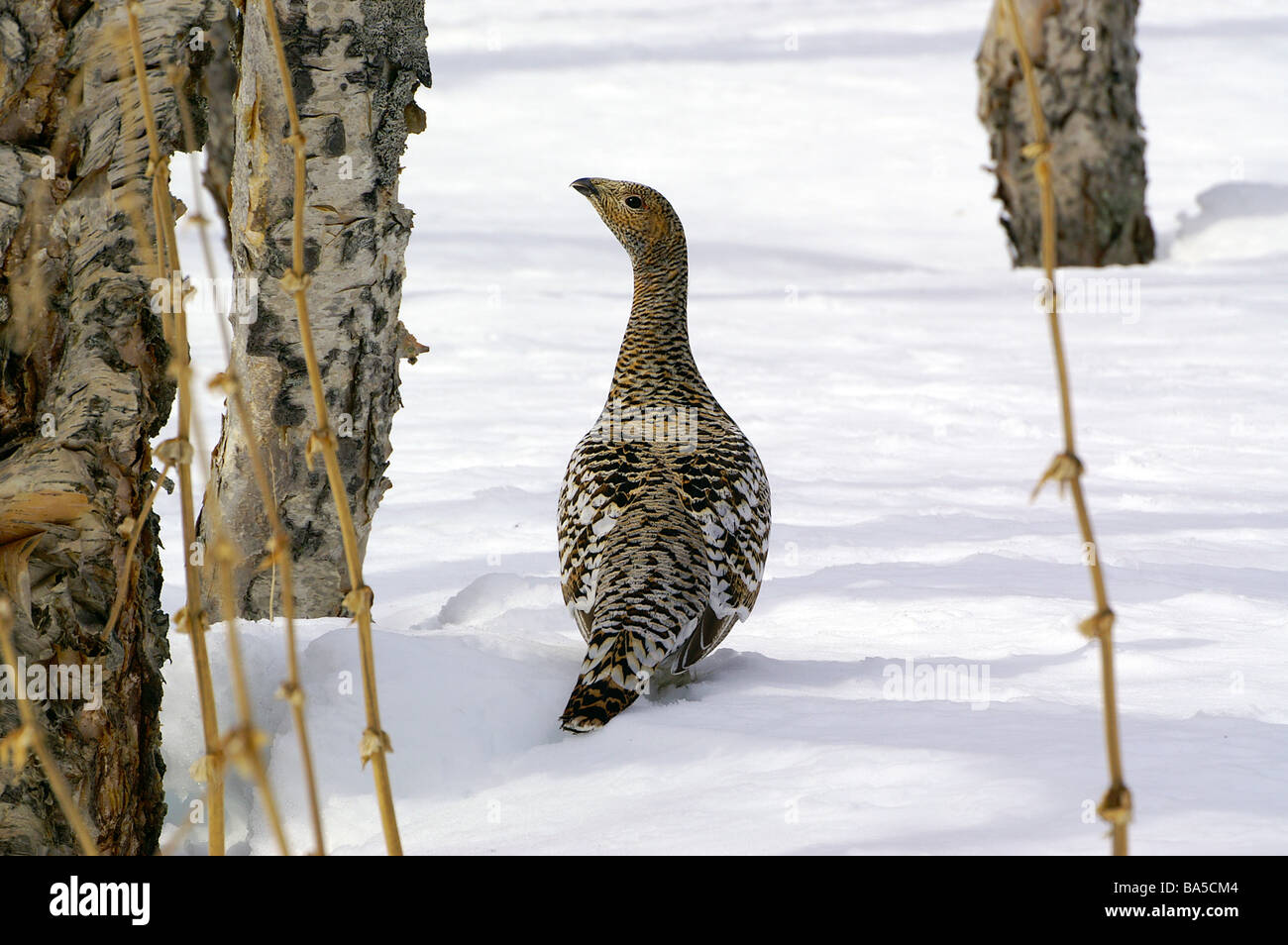 Black billed capercaillie hi-res stock photography and images - Alamy