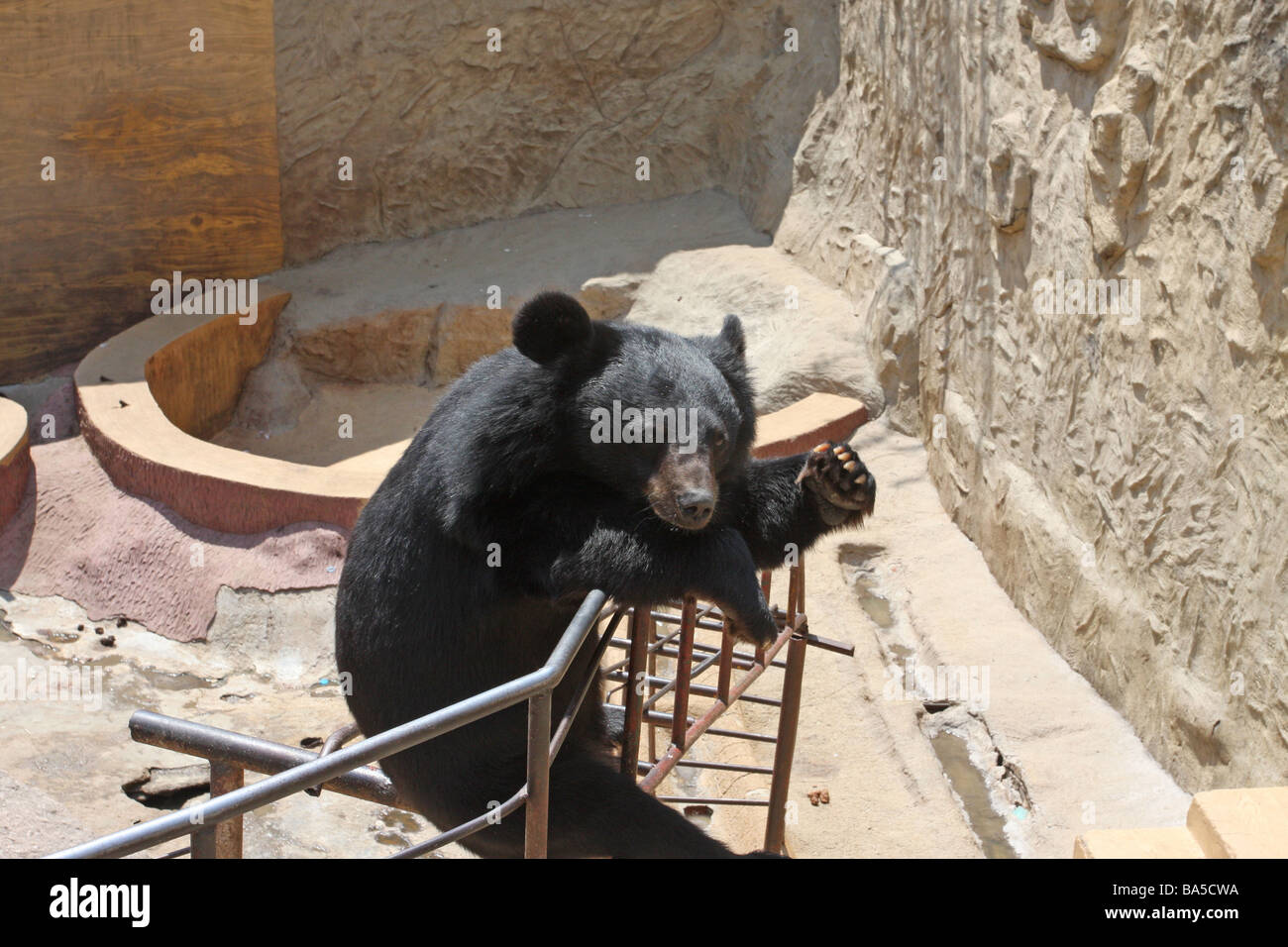 asiatic black bear by the great wall of china Stock Photo - Alamy