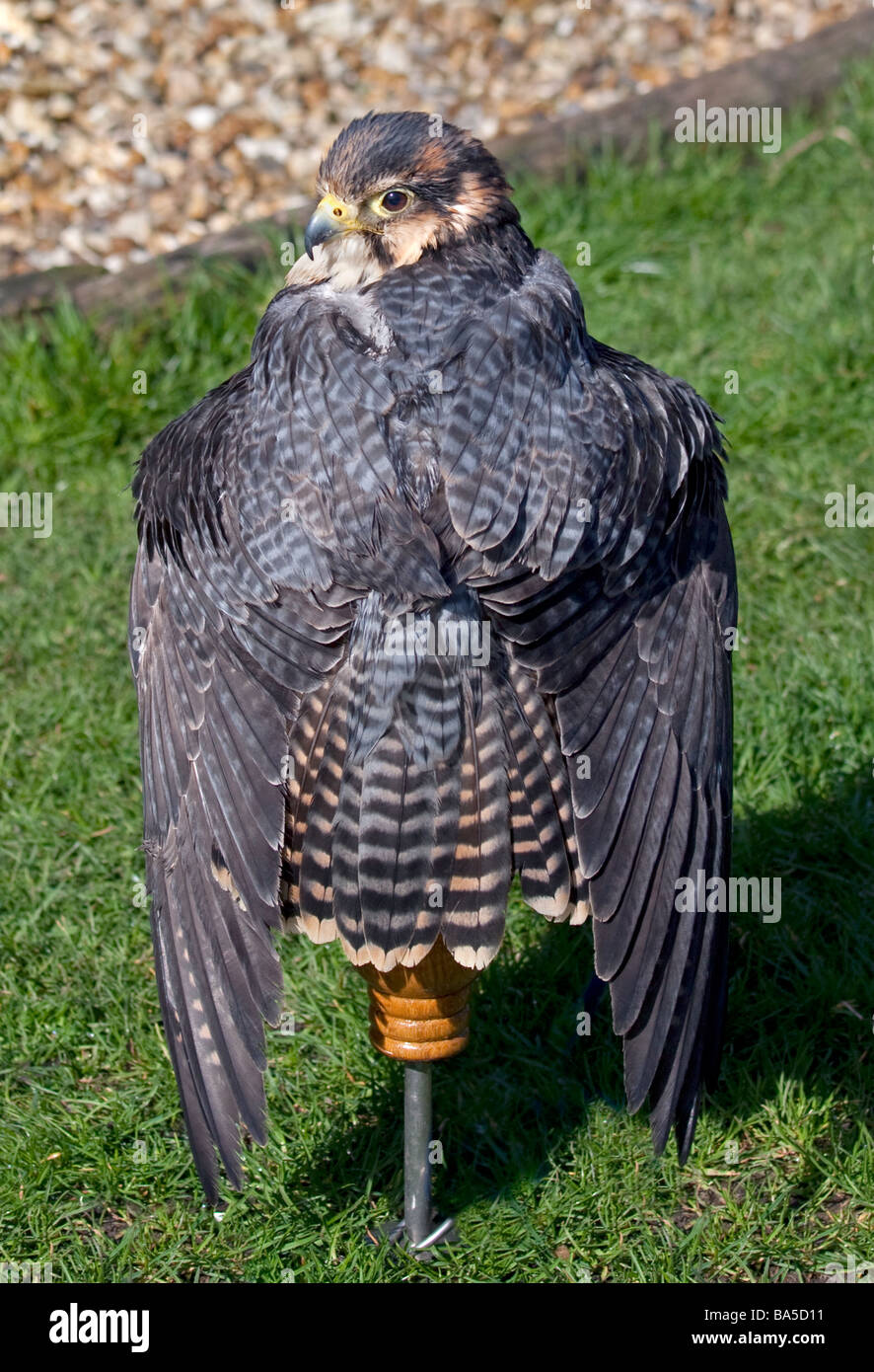 Peri-Lanner Falcon (Peregrine/Lanner Falcon crossbreed Stock Photo - Alamy