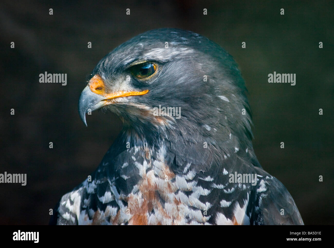 African buzzards hi-res stock photography and images - Alamy