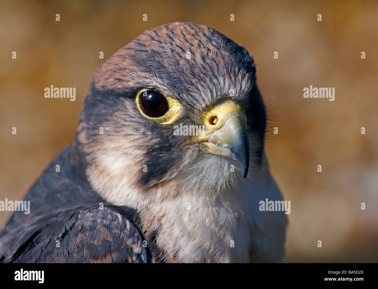 Peri-Lanner Falcon (Peregrine/Lanner Falcon crossbreed Stock Photo - Alamy