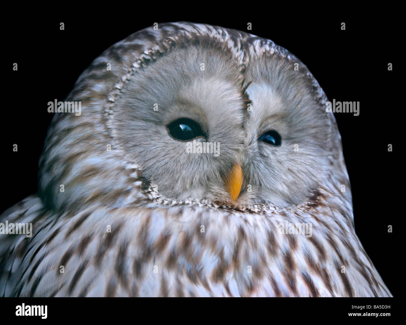 Ural Owl (strix uralensis Stock Photo - Alamy