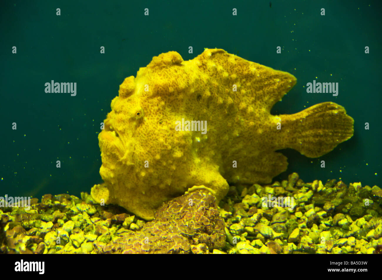 Stone fish Aqaba Stock Photo - Alamy