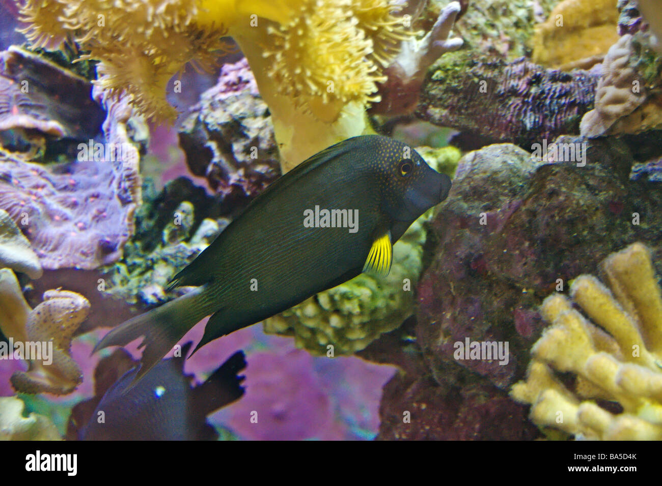 Tropical fish Aqaba Stock Photo - Alamy