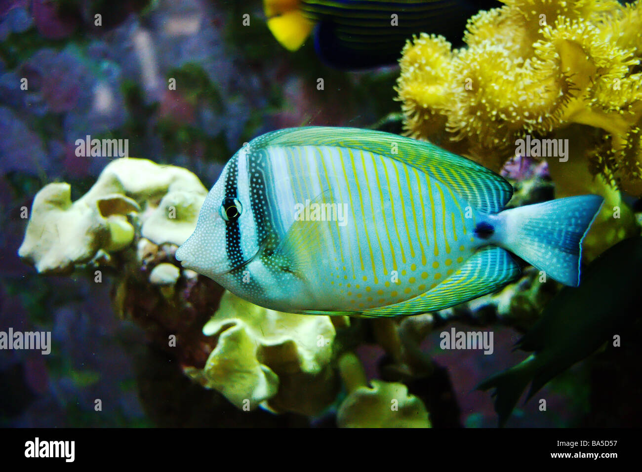 Tropical fish Aqaba Stock Photo - Alamy