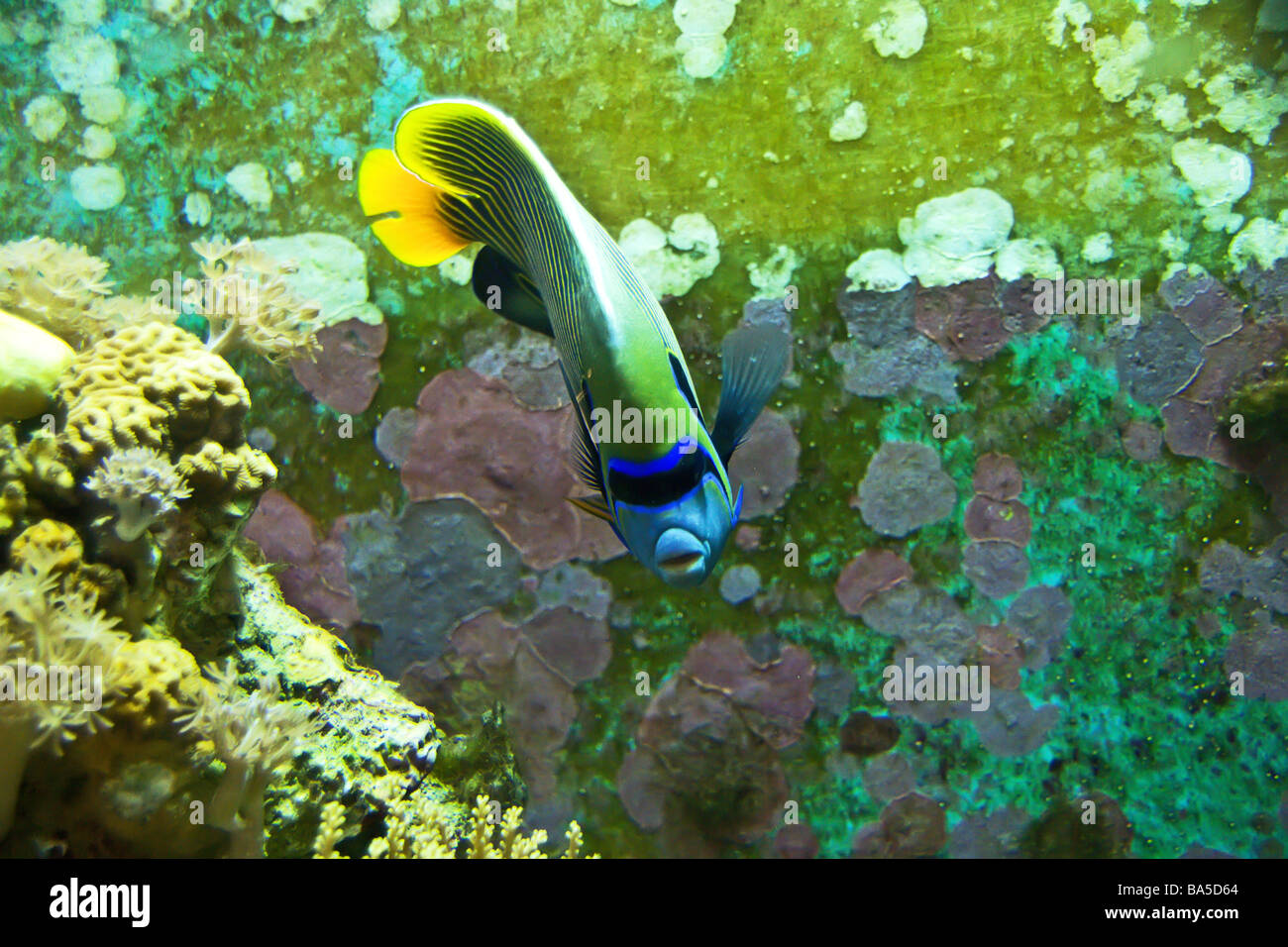 Tropical fish Aqaba Stock Photo - Alamy