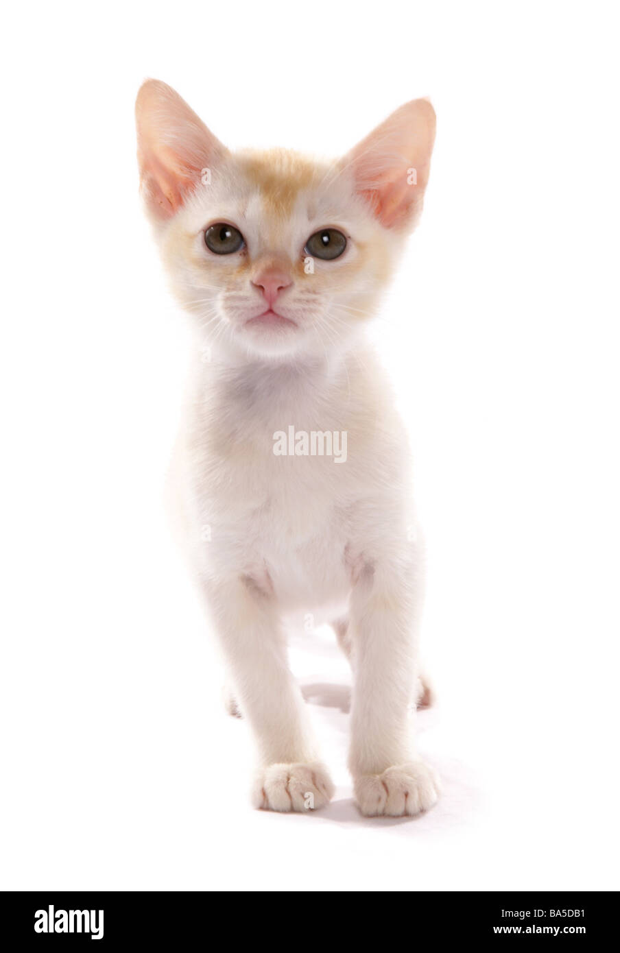 Red burmese cat hi-res stock photography and images - Alamy