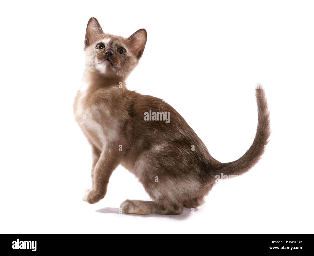 Tortie hi-res stock photography and images - Alamy