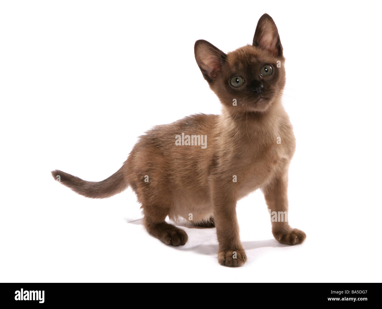 brown burmese kitten standing portrait studio Stock Photo - Alamy