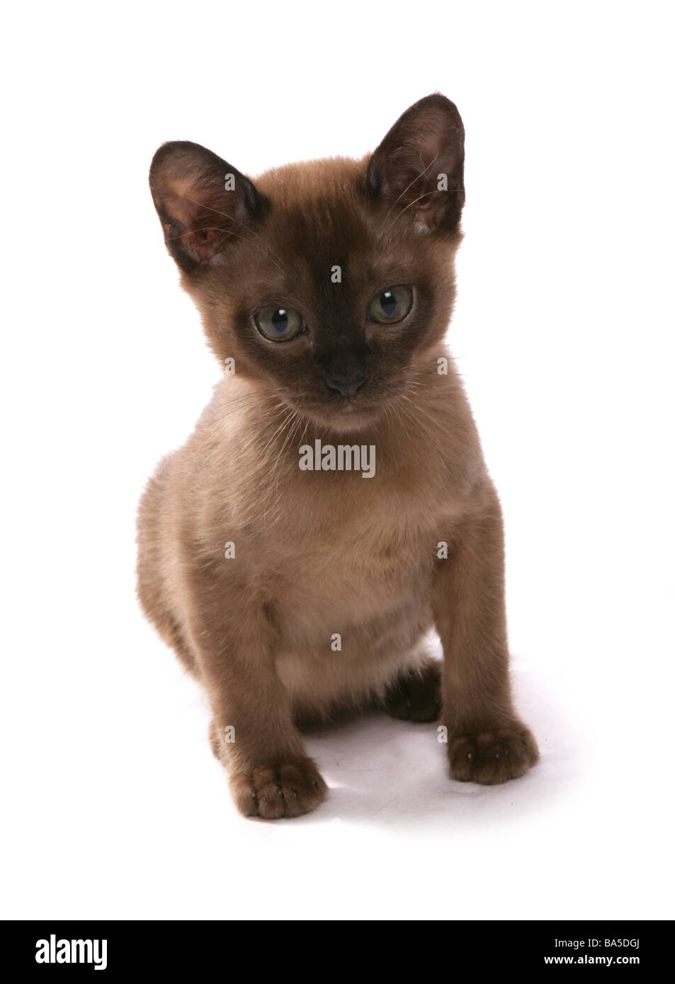 brown burmese kitten sitting portrait studio Stock Photo - Alamy