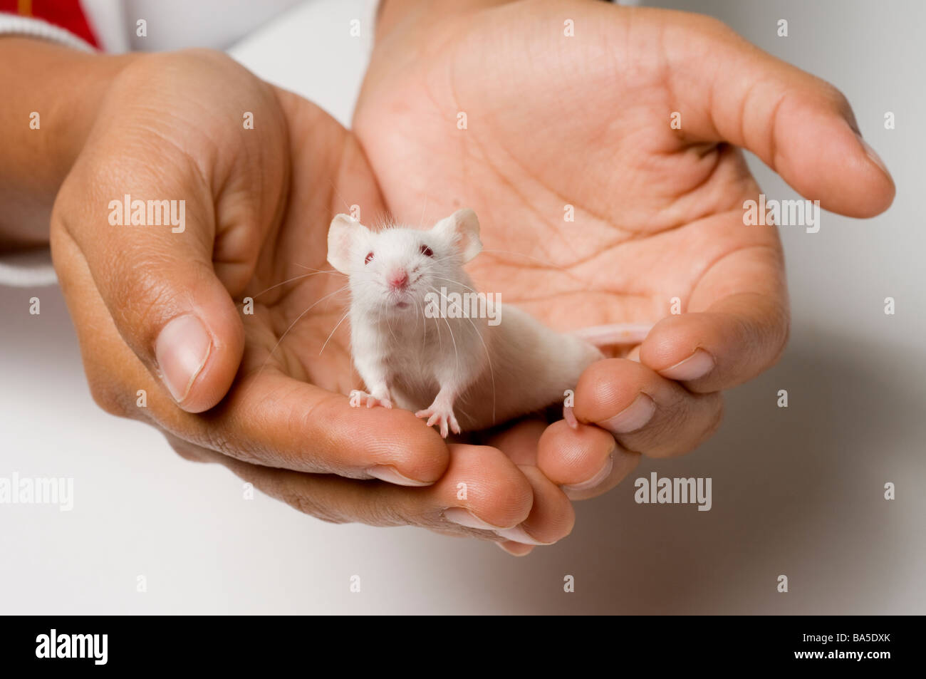 Laboratory mice hi-res stock photography and images - Alamy