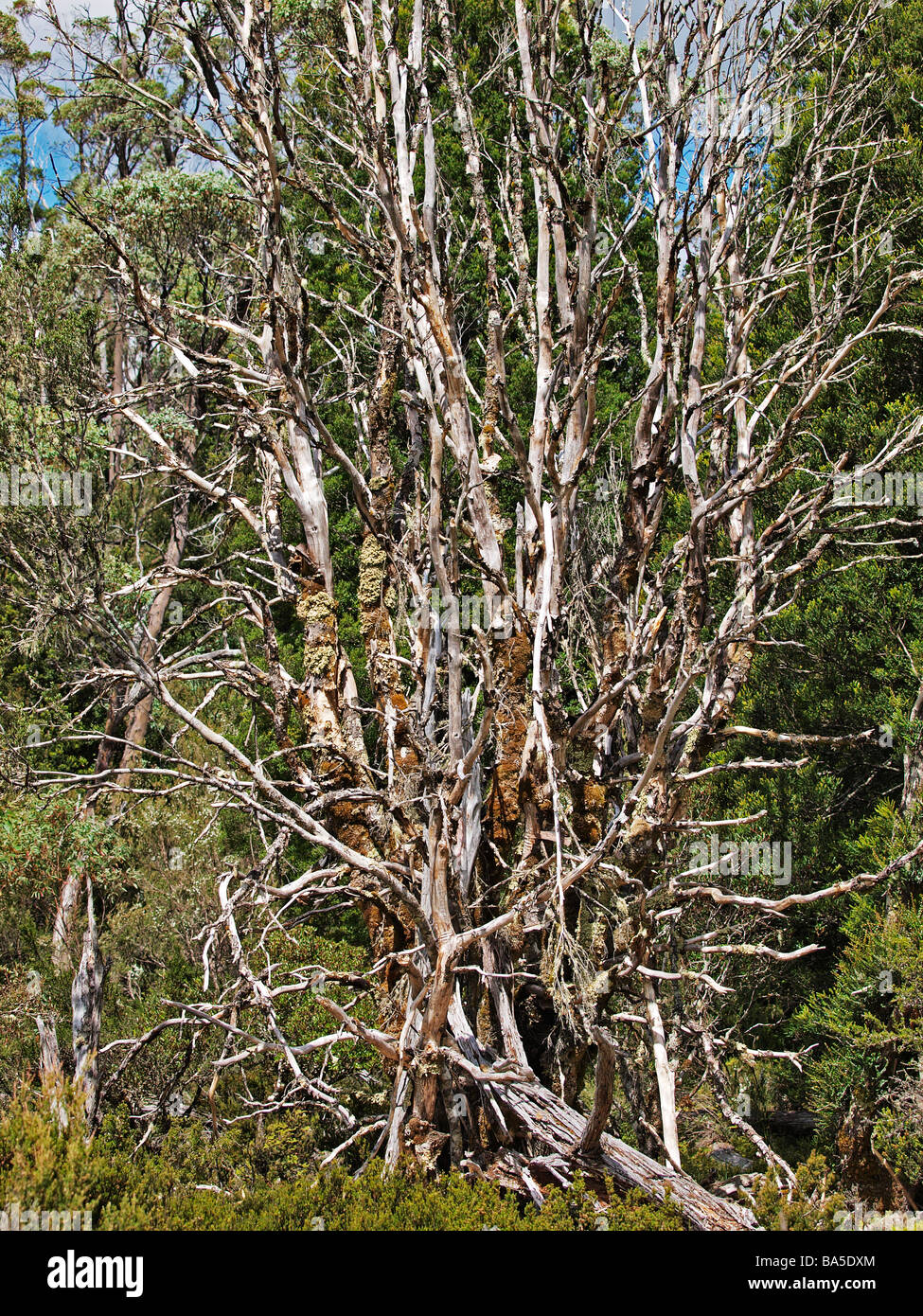 Cradle mountain lake st clair hi-res stock photography and images - Alamy