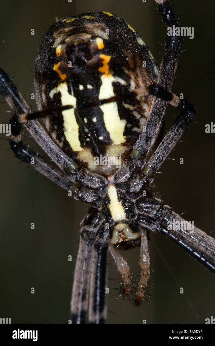 Wasp spider Argiope bruennichi below view Stock Photo - Alamy