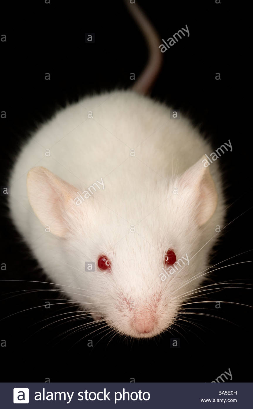 Laboratory Mice Stock Photos & Laboratory Mice Stock Images - Alamy