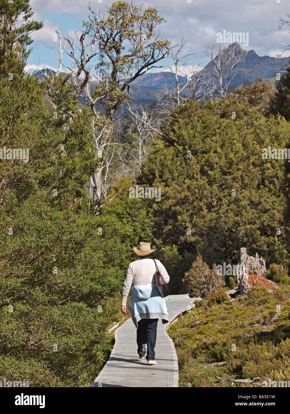 VIEW OF HILLSIDE WITH TREES FROM BOARDWALK CRADLE MOUNTAIN VALLEY PART ...