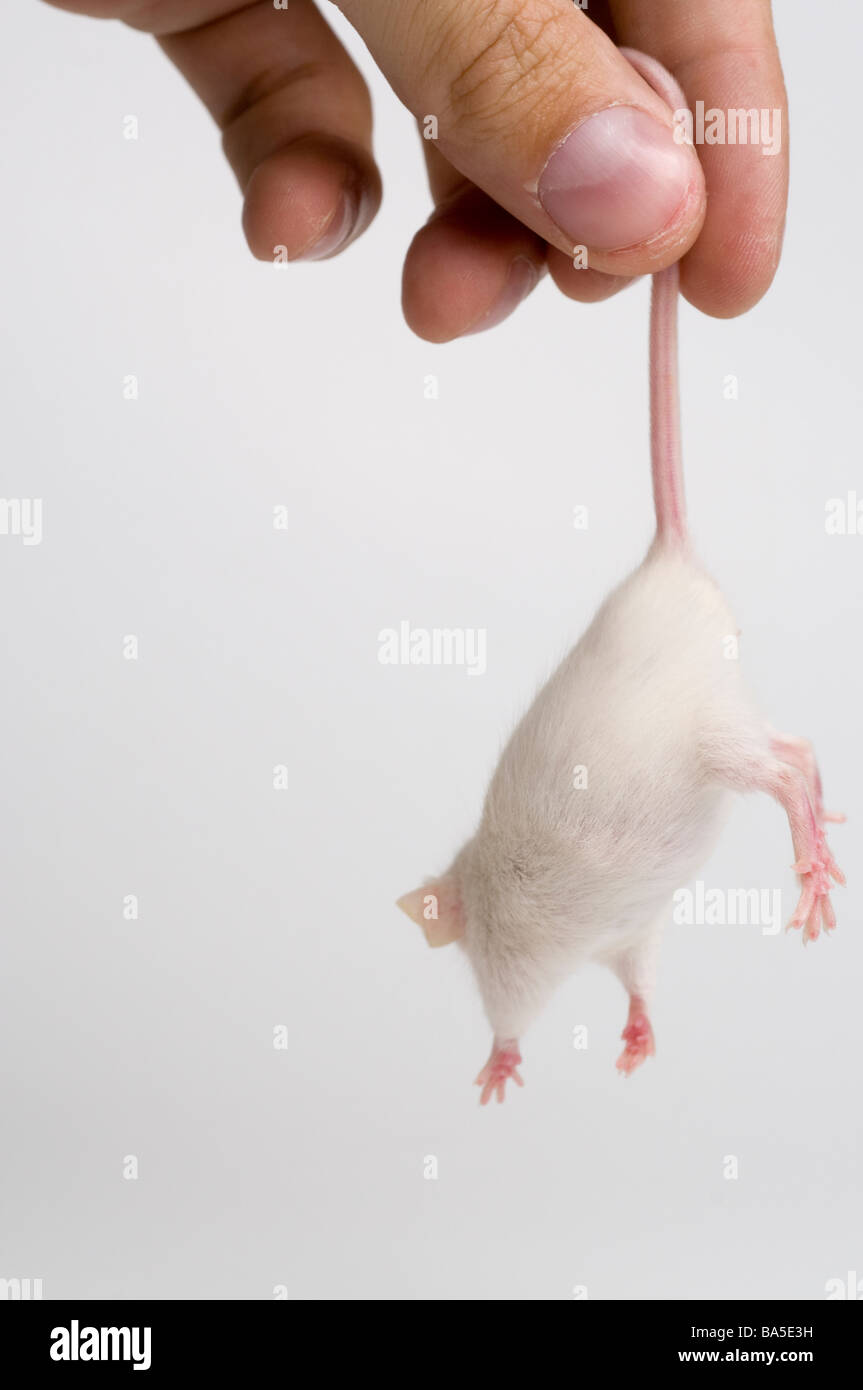 White mice experiment hi-res stock photography and images - Alamy