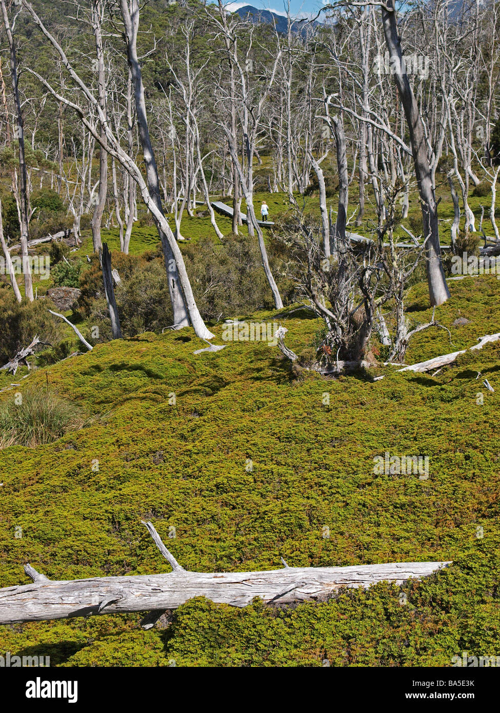 VIEW OF HILLSIDE WITH TREES FROM BOARDWALK CRADLE MOUNTAIN VALLEY PART ...