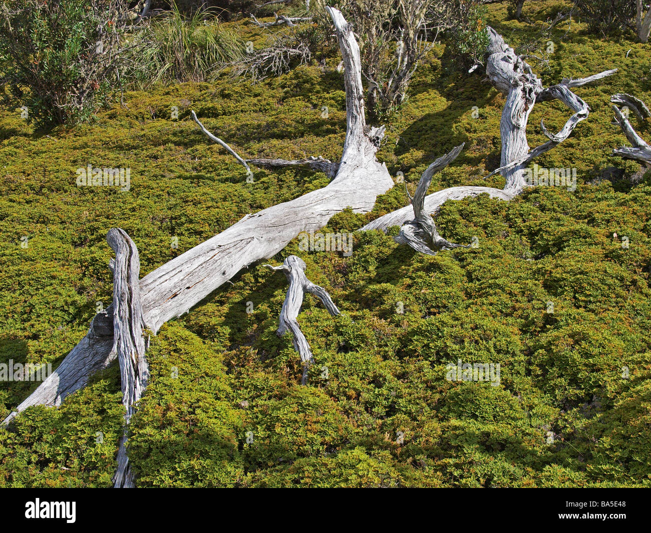 VIEW OF HILLSIDE WITH TREES FROM BOARDWALK CRADLE MOUNTAIN VALLEY PART ...