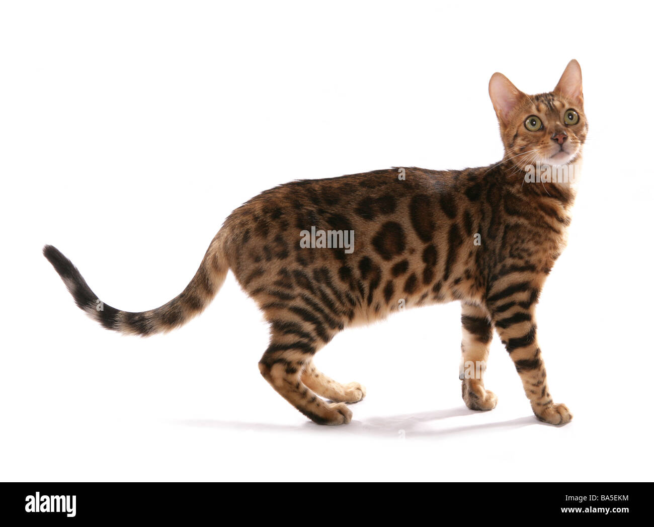 Rosetted Bengal Cat Walking Portrait Studio Stock Photo - Alamy