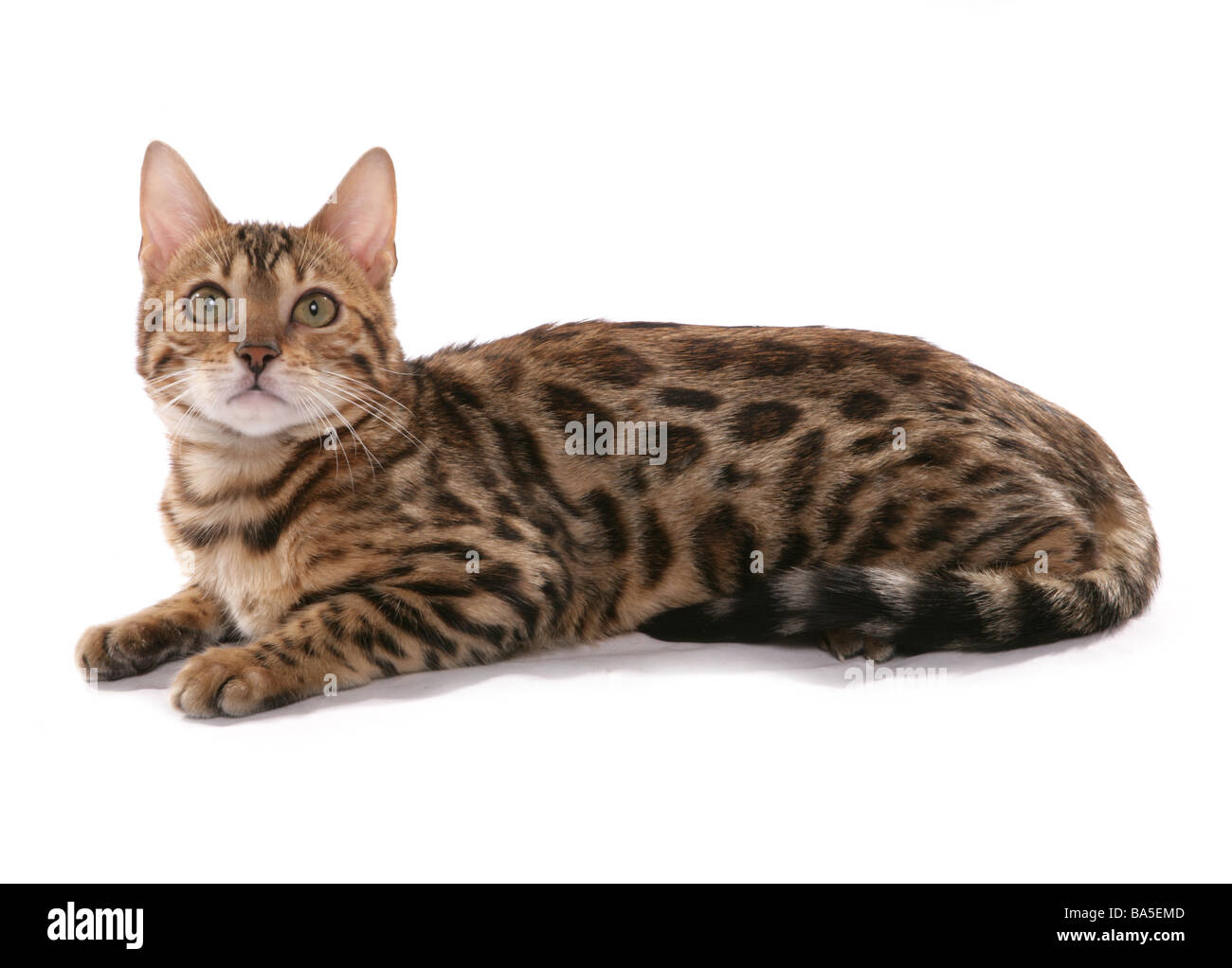 Rosetted Bengal Cat Laying Portrait Studio Stock Photo - Alamy