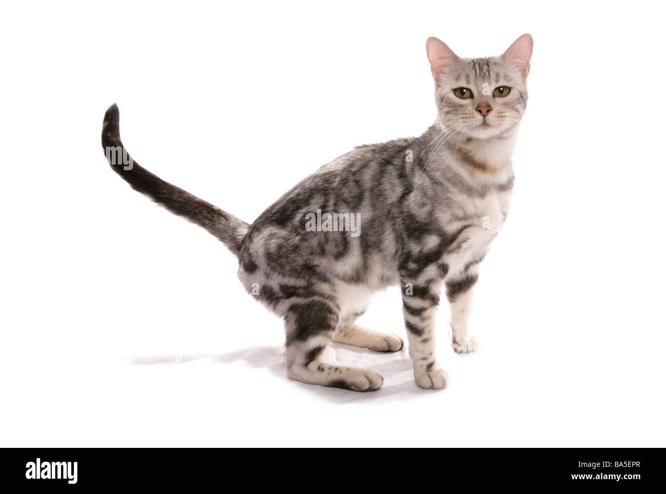 Grey Marble Bengal Cat