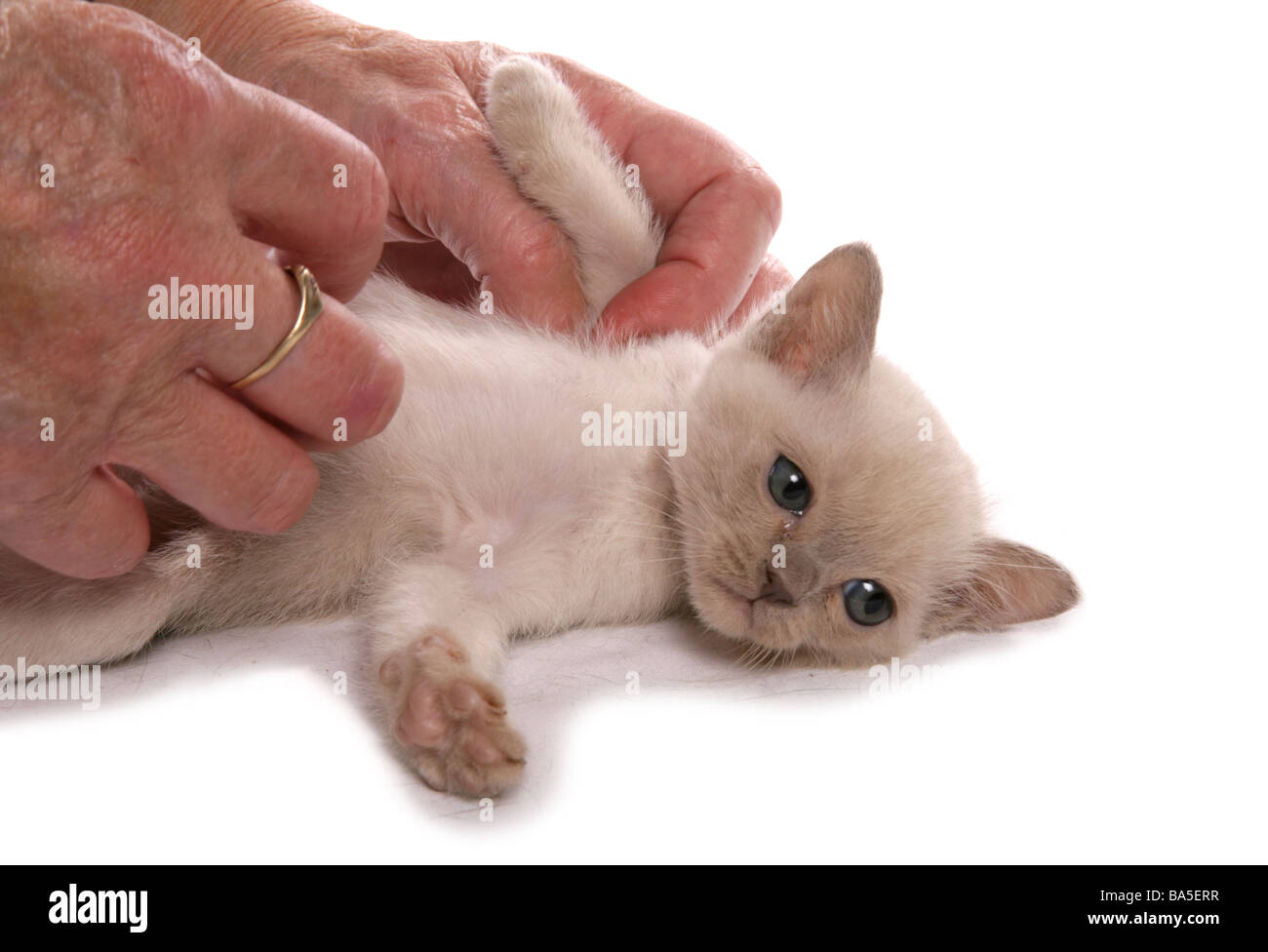 Burmese cat cream hi-res stock photography and images - Alamy